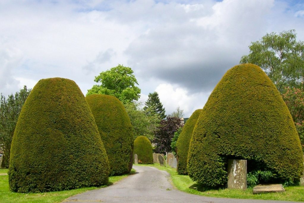 How To Do Topiary | Evergreen Cheshire Ltd